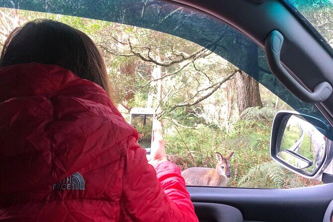 Blue Mountains Day, Sunset Tour & Glow Worms Night Adventure - The Sum Up