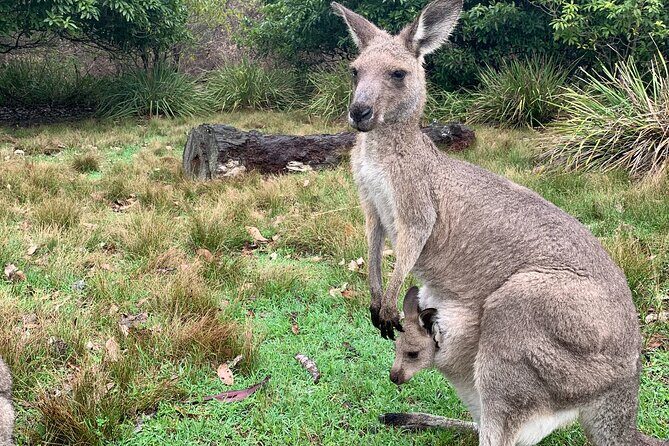Blue Mountains Day, Sunset Tour & Glow Worms Night Adventure - Frequently Asked Questions