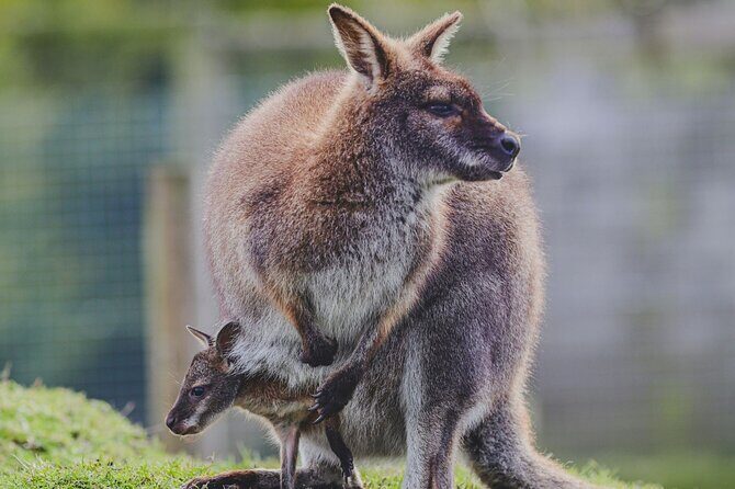 Blue Mountains Day Tour : Featherdale & Bush walk (15 ppl LUX) - Frequently Asked Questions