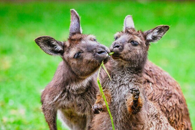 Blue Mountains Day Tour with Wildlife and Scenic World Entry - Final Thoughts: Is It Worth It?