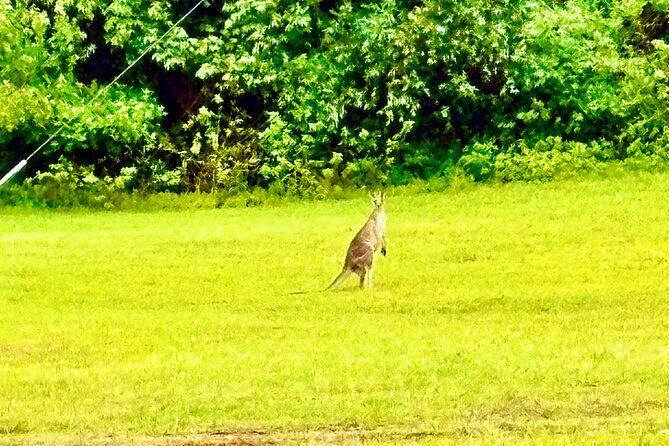 Blue Mountains Day Tours W Scenic World and Lunch - Real Experiences from Reviewers