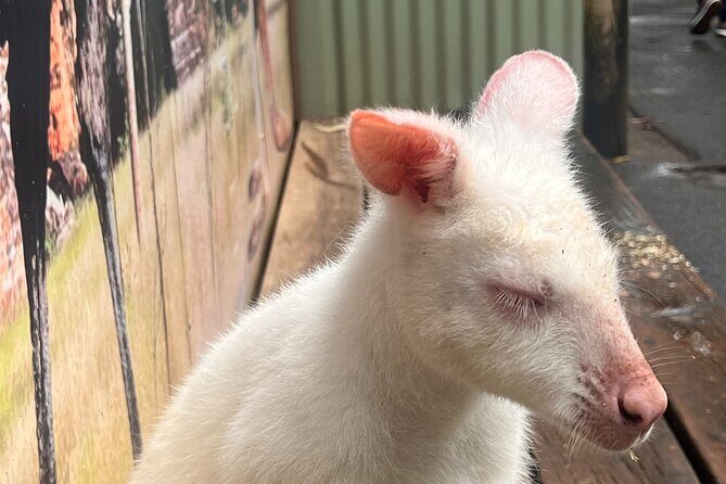 Blue Mountains Private Tour (Featherdale & Scenic World optional) - Transportation and Flexibility