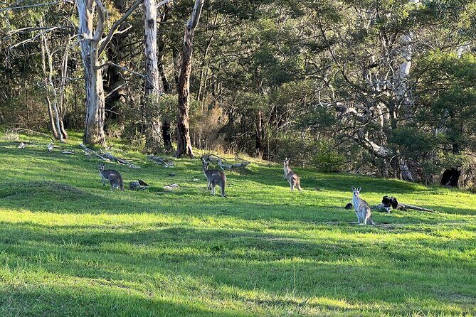 Blue Mountains Private Tour & Memorable Gems & wild marsupials - The Value of the Experience