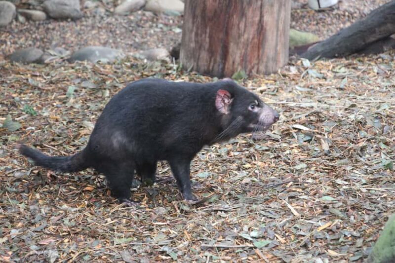 Blue Mountains private tour with Featherdale Wildlife Park - The Sum Up: Who Will Love This Tour?