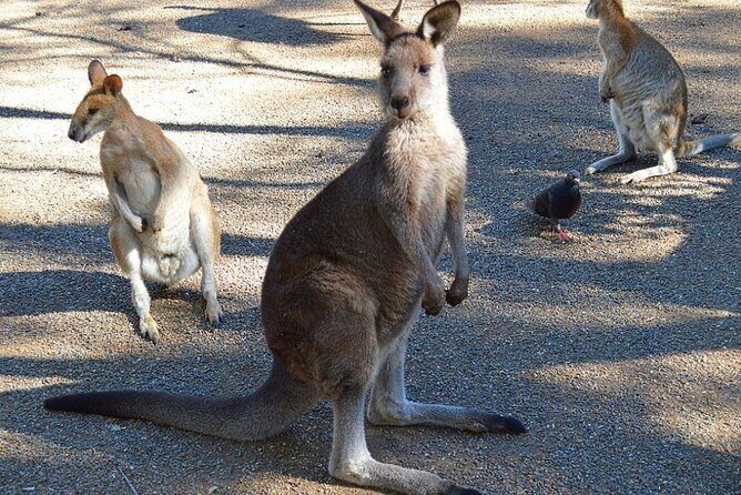 Blue Mountains Sunset Tour | See Kangaroos & Koalas (Private Tour) - An In-Depth Look at the Blue Mountains Sunset Tour