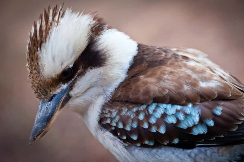 Blue Mountains Sunset Waterfalls Wildlife Tour From Sydney - Common Challenges and Considerations