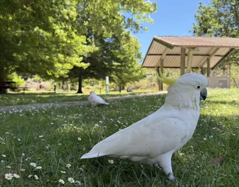 Blue Mountains Tour, Katoomba Falls & Cockatoos Small Group - Is This Tour Right for You?