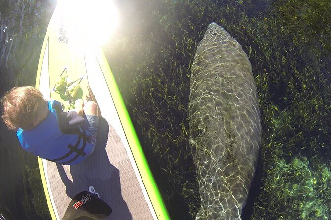 Blue Springs Kayak & Swim Wildlife Adventure - Insights from Reviews