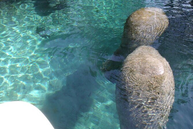 Blue Springs Kayak & Swim Wildlife Adventure - Frequently Asked Questions (FAQs)