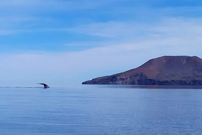 Blue Whale Watching Experience in Loreto - The Experience and Itinerary