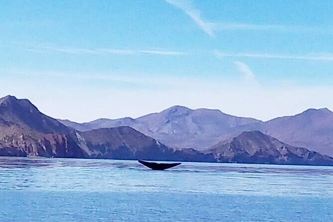 Blue Whale Watching in Loreto - Introduction