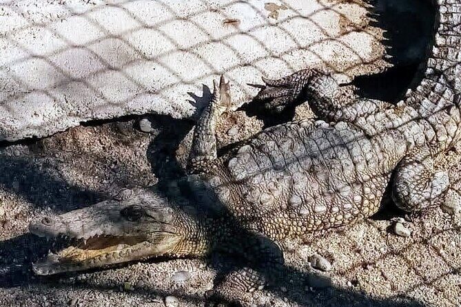 Boat Ride-Gentle Beach Beach Horseback Ride+Lunch-Crocs-Turtles - Practical Tips for Your Day