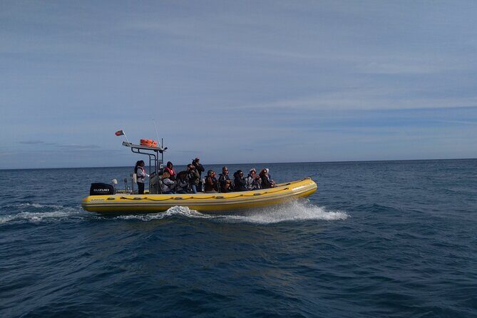 Boat Tour - Arrábida Coves - Frequently Asked Questions