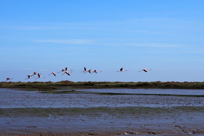 Boat Tour - Bird Observation in the Tejo Nature Reserve - Key Points: