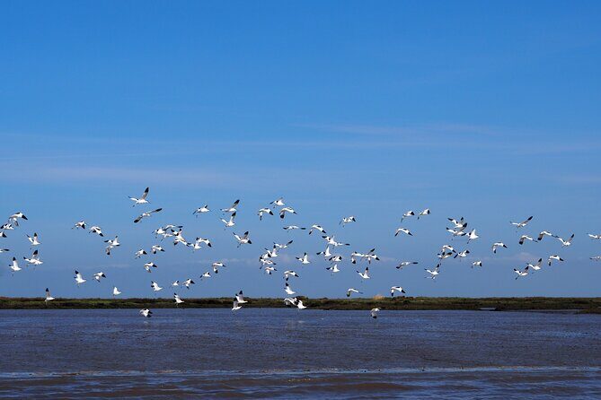 Boat Tour - Bird Observation in the Tejo Nature Reserve - What We Loved About the Experience