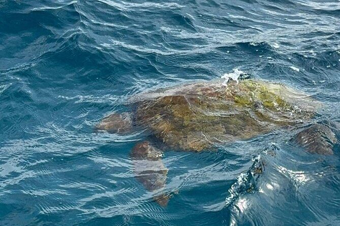 Boat tour from Monopoli to the Polignano caves with aperitif - Frequently Asked Questions