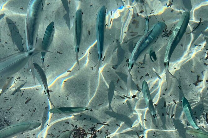 Boat Tour in Cagliari Saddle of the Devil Stops Swimming Snorkeling - Practical Details and Considerations