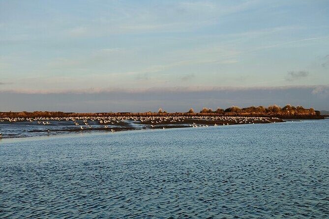 Boat tour of the highlights of the Ria - Exploring the Ria de Aveiro: An Authentic Coastal Journey