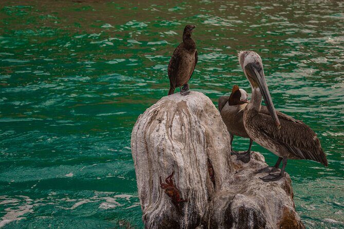 Boat Tour Snorkeling Tour with Guide, Drinks and Fruit - Practical Information & Logistics