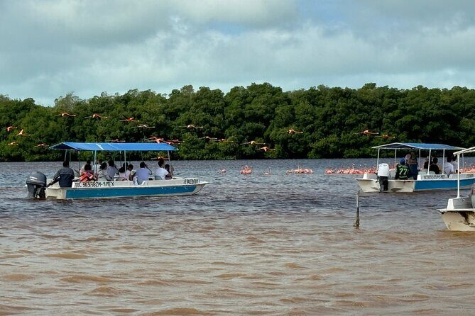 Boat tour through the mangroves of Celestún and Playa from Merida - FAQs
