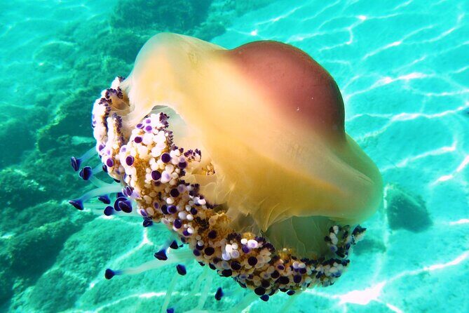 Boat tour to explore the Marine Protected Area of Tavolara - FAQ