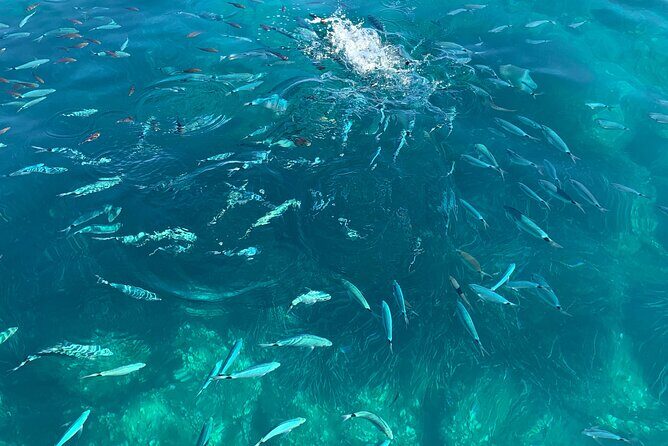 Boat Tour to Procida and Ischia, discover Private Secret Beaches - Practical Details and What to Expect