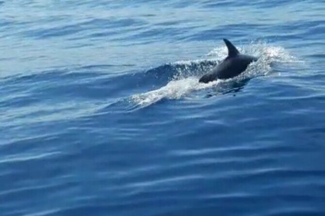 Boat Tour to the Zadar Islands - FAQs