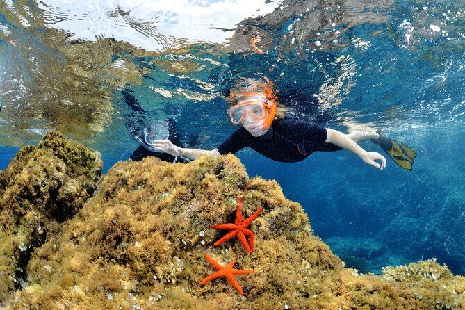 Boat Trip and Snorkeling in the Gulf of Calvi - Key Points