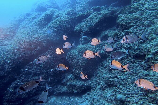 Boat trip and snorkeling in Villefranche - sur - Mer - Why This Tour Stands Out