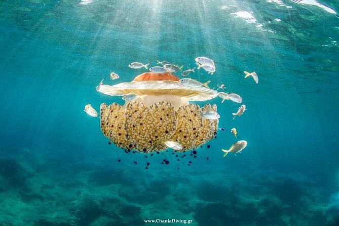 Boat Trip in Crete with Guided Snorkeling and Free Pick up! - FAQs