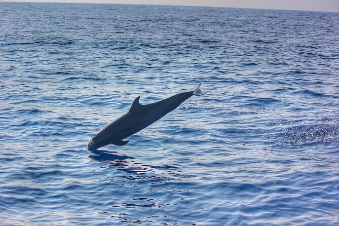 Boat Trip to See Marine Life in Puerto Escondido - Key Points