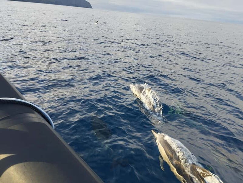 Boat trips to Corvo Island - Setting Out from Porto das Poças: Starting the Adventure