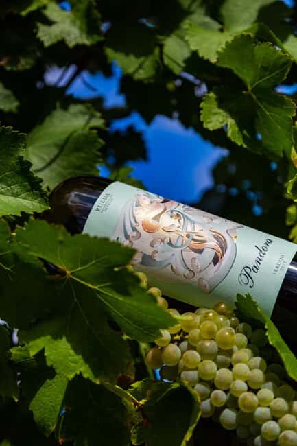 BODEGAS PANDORA: tour through vineyards and winery with wine tasting. - What Sets Pandora Apart?  
