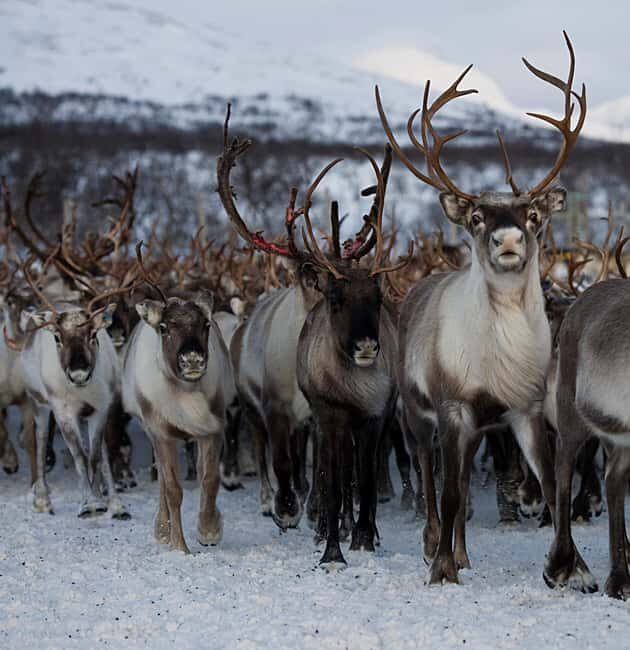 Bodø: Sami Experience in Bodø - Key Points