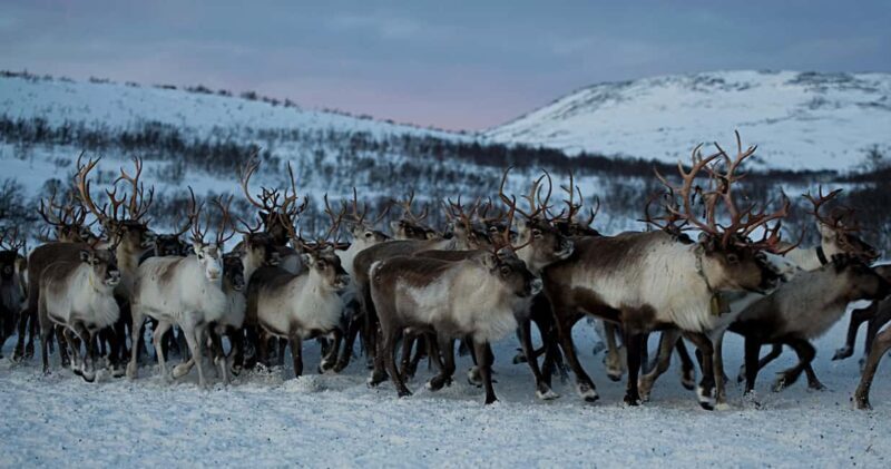 Bodø: Sami Experience in Bodø - Who Is This Tour Best For?