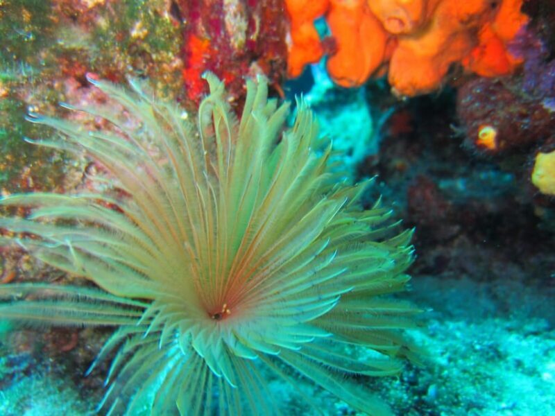 Bodrum: Scuba Diving Trip with Lunch - The Experience on the Water