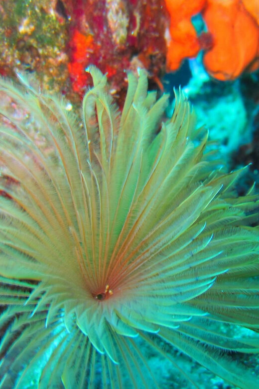 Bodrum: Scuba Diving Trip with Lunch - FAQ