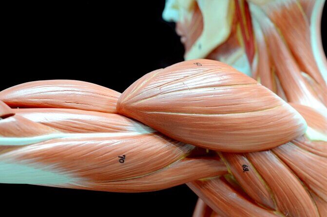 Body Worlds Amsterdam Admission Ticket - Key Points