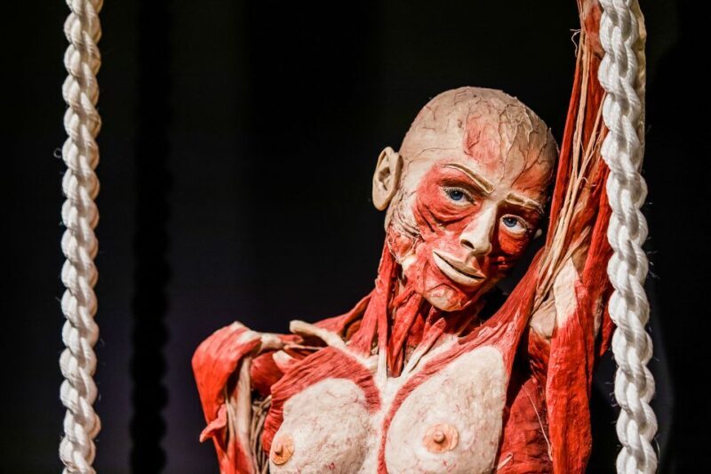 Body Worlds Amsterdam: The Happiness Project Ticket - FAQ