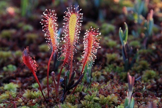 Bog-shoe Hiking Tour - What Makes This Tour Stand Out?