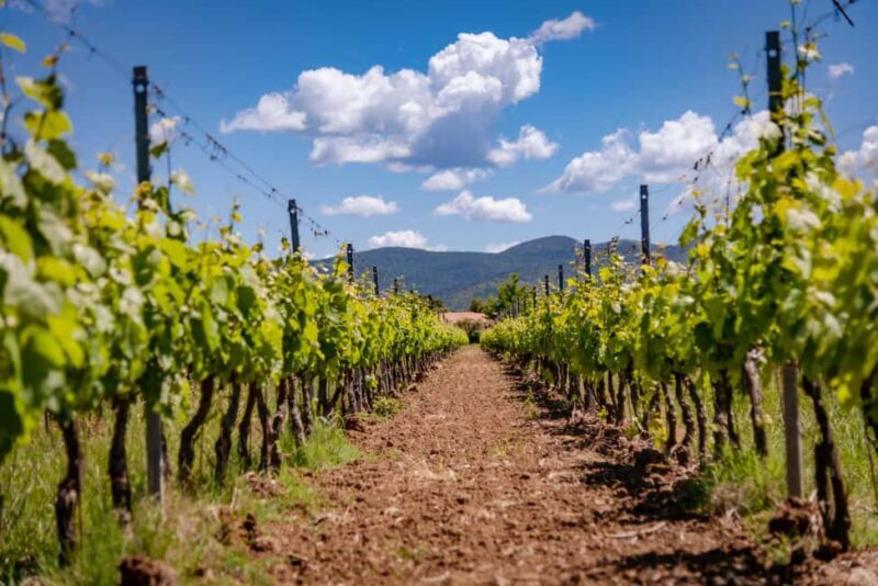 Bolgheri: a guided tour of the winery and a tasting of our wines - Discovering Bolgheri: A Guided Winery Tour and Tasting Experience