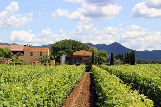 Bolgheri: Premium Wine Tasting with Winery Tour - Practical Details & Tips