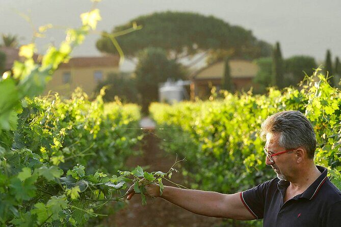 Bolgheri: Premium Wine Tasting with Winery Tour - Who Would Love This Tour?