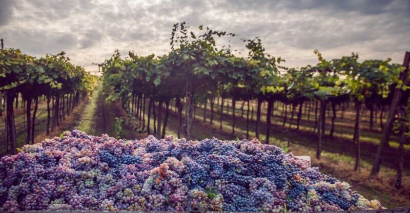 Bologna Wine Tasting & Winery Tour in the Colli Bolognesi - Who Should Consider This Tour?