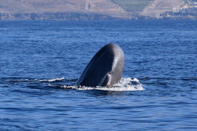 Bonadea II Ecological Whale Watching, 2 hours - Key Points