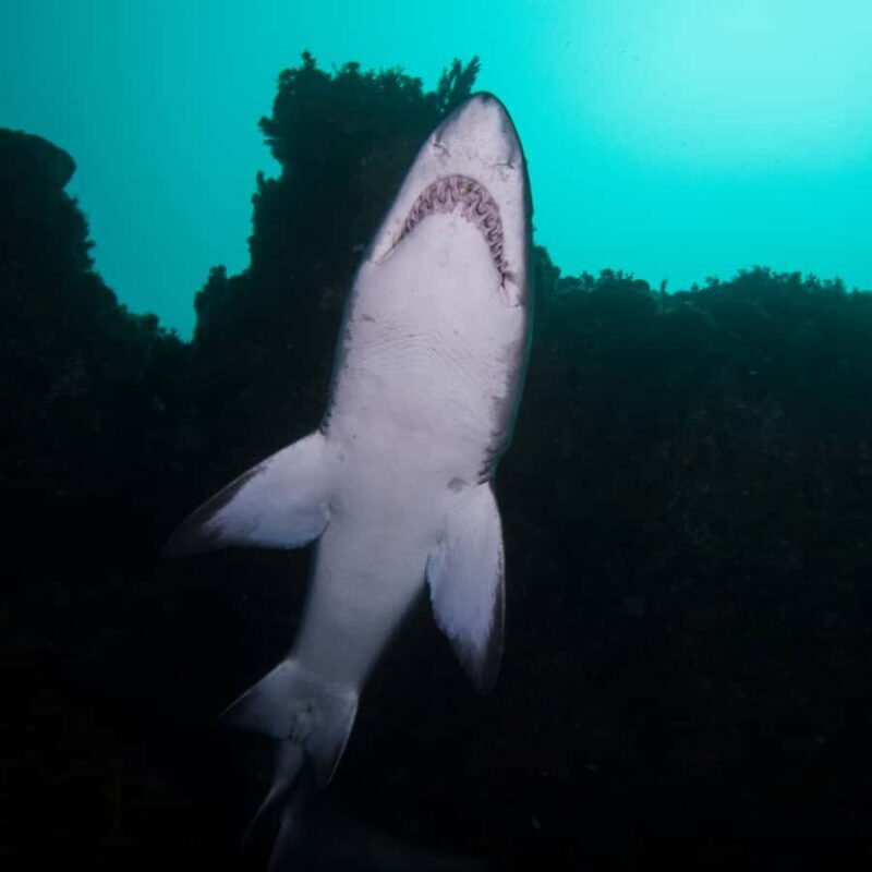 Bondi: Shark Dive at Bushrangers Bay for Certified Divers - Pricing and Value