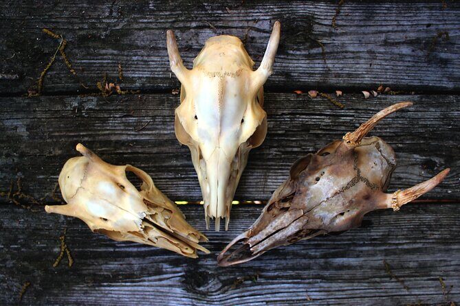 Bone Hunting in Wyoming - What to Expect on Your Wyoming Bone Hunt