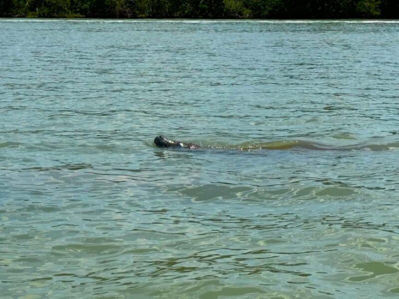 Bonita Springs Clear Kayak Tour with Dolphins & Manatees - Key Points