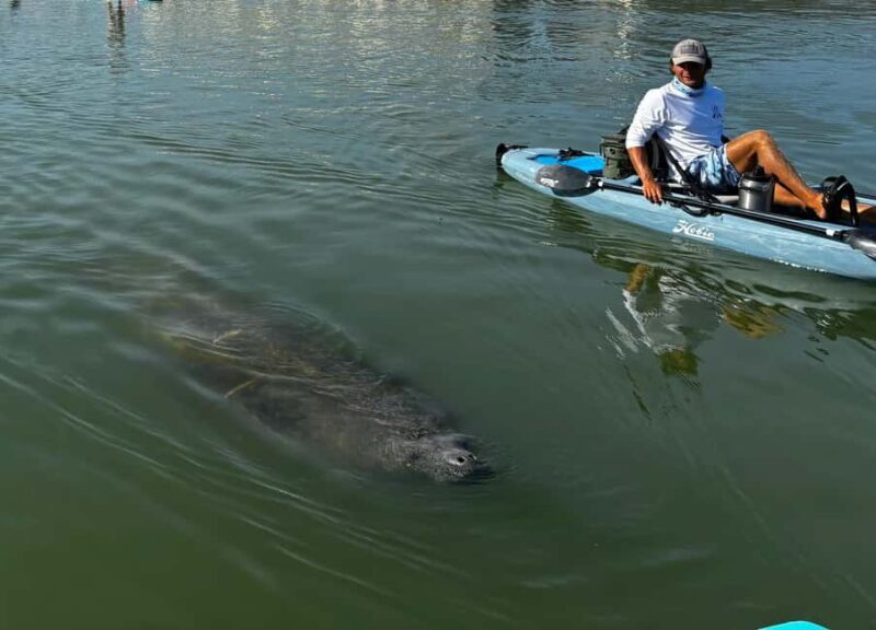Bonita Springs: Kayak Tour with Manatees, Dolphins Sightings - Key Points
