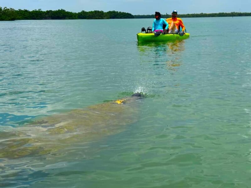 Bonita Springs: Kayak Tour with Manatees, Dolphins Sightings - The Sum Up